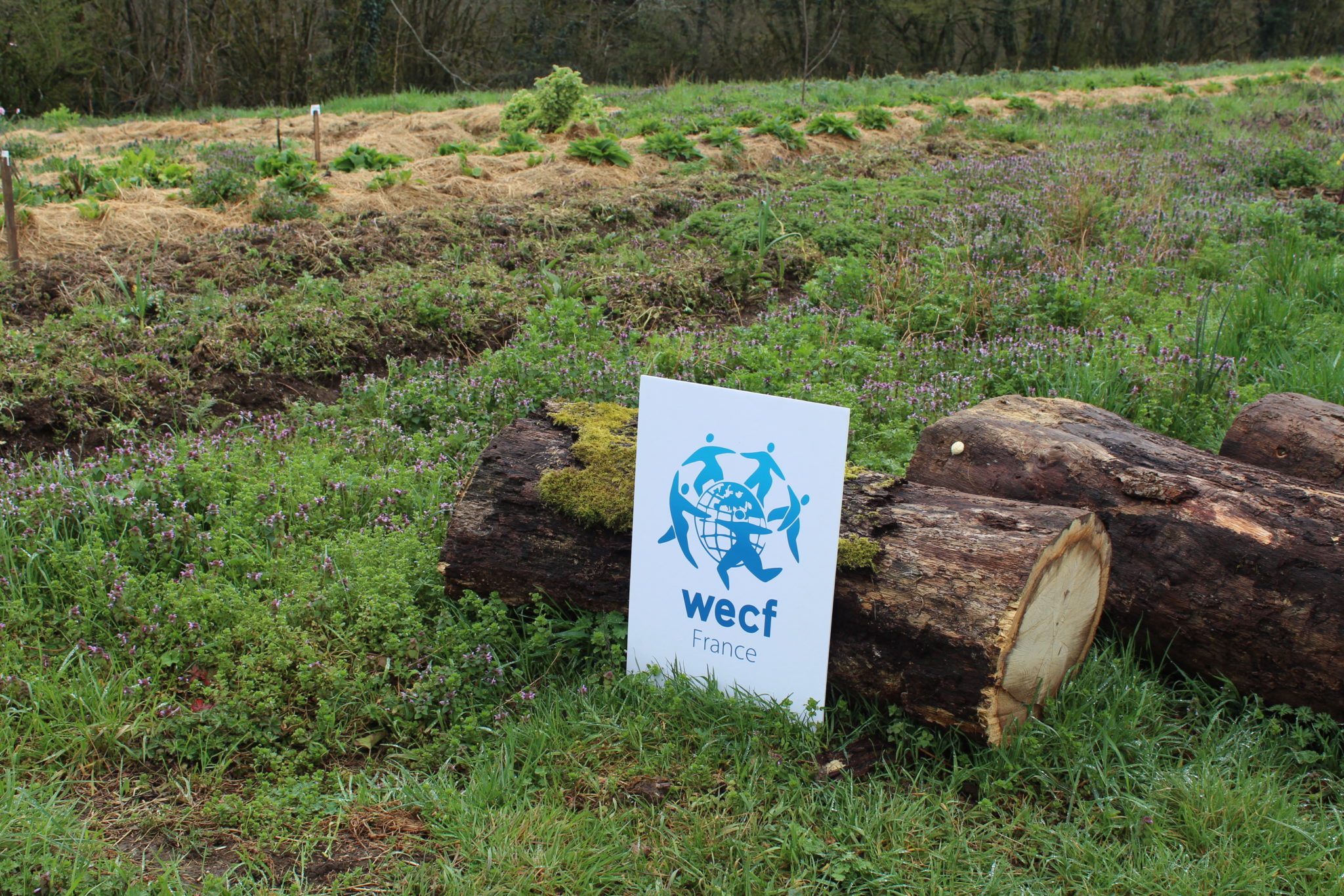 Actualités - WECF France